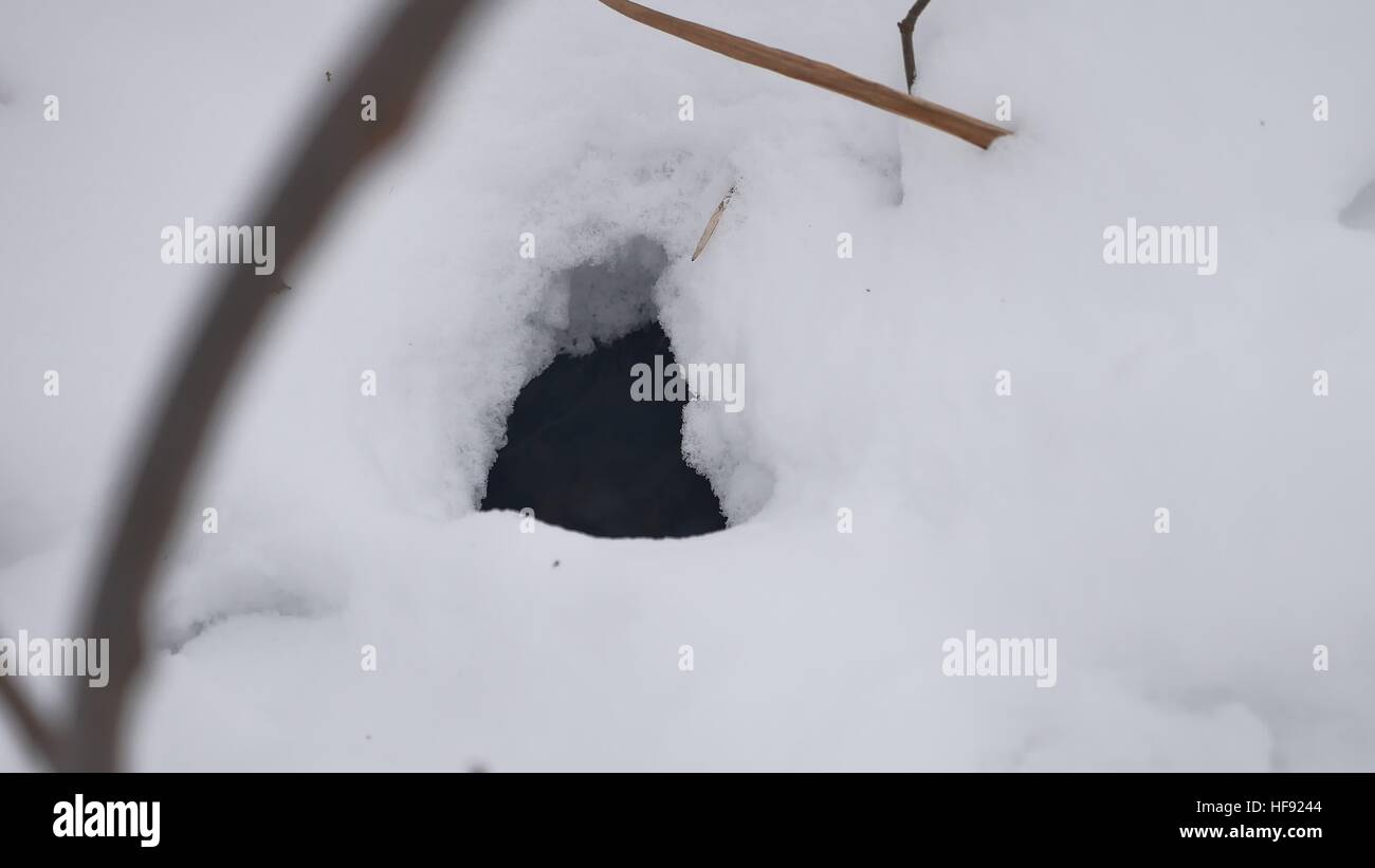 winter burrow of an animal in the woods in the snow landscape nature ...