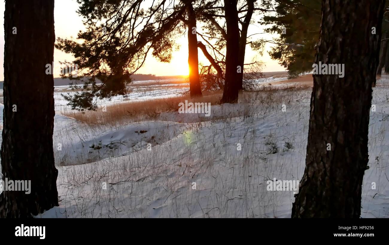 winter and sun forest landscape. christmas sunlight tree beautiful sun ...
