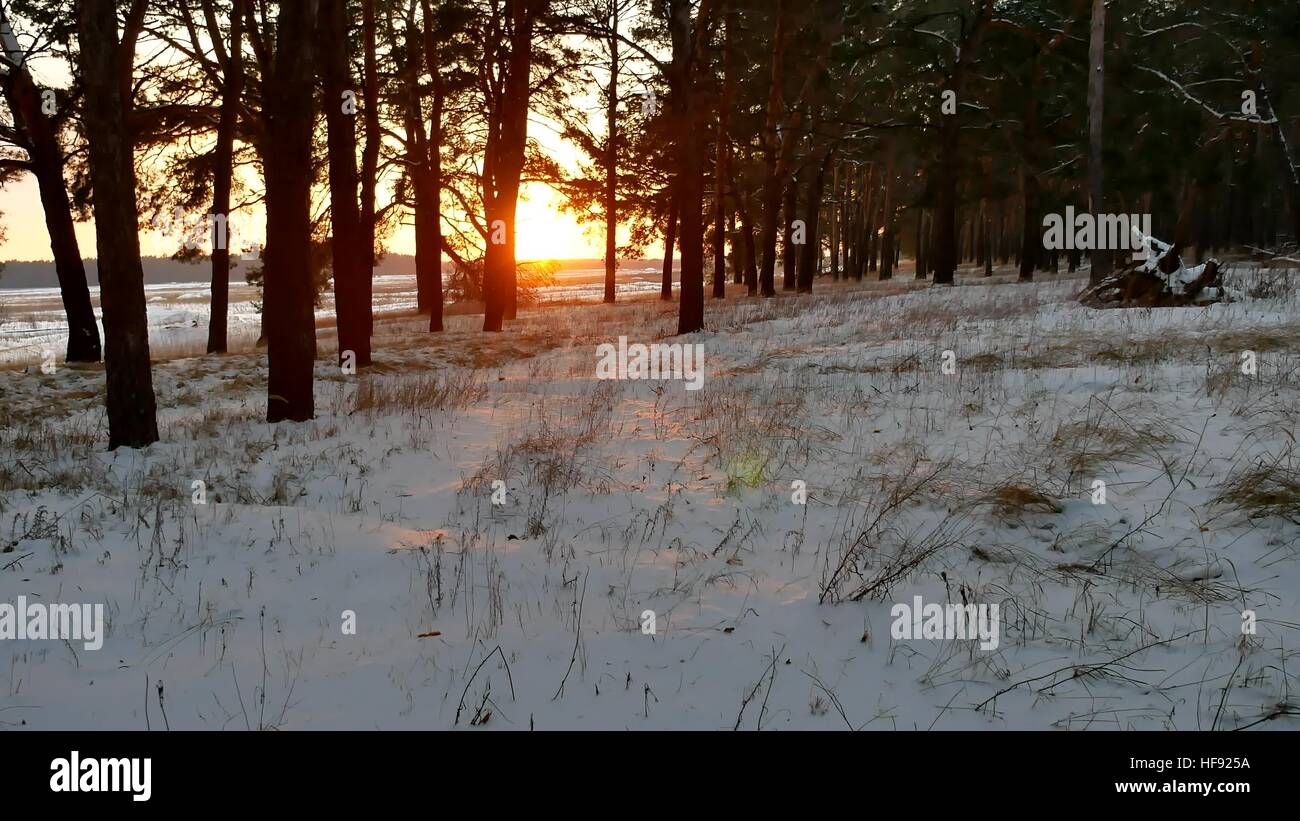 winter and sun landscape forest. christmas sunlight tree beautiful sun ...
