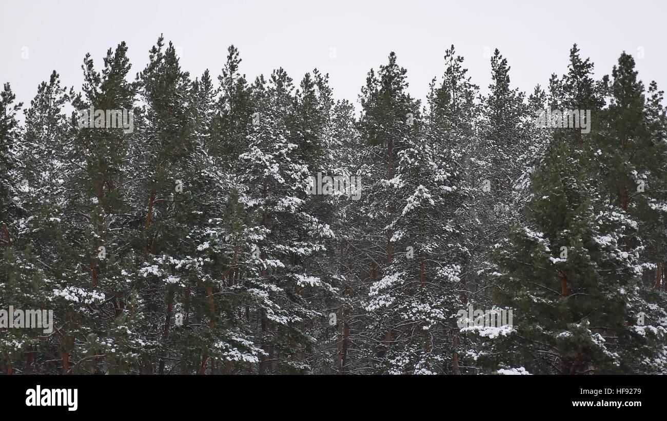 the tops of pine trees in the winter nature snow landscape Stock Photo ...