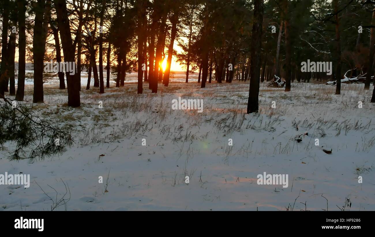 winter and sun landscape forest. christmas sunlight tree beautiful sun ...
