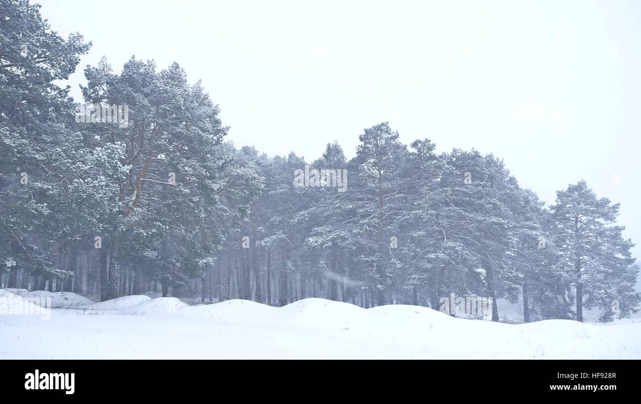 Beautiful christmas blizzard tree in nature winter landscape in late ...