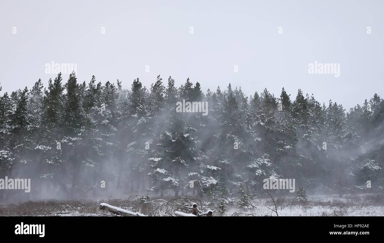 Winter forest pine forest wind with snow storm nature landscape ...