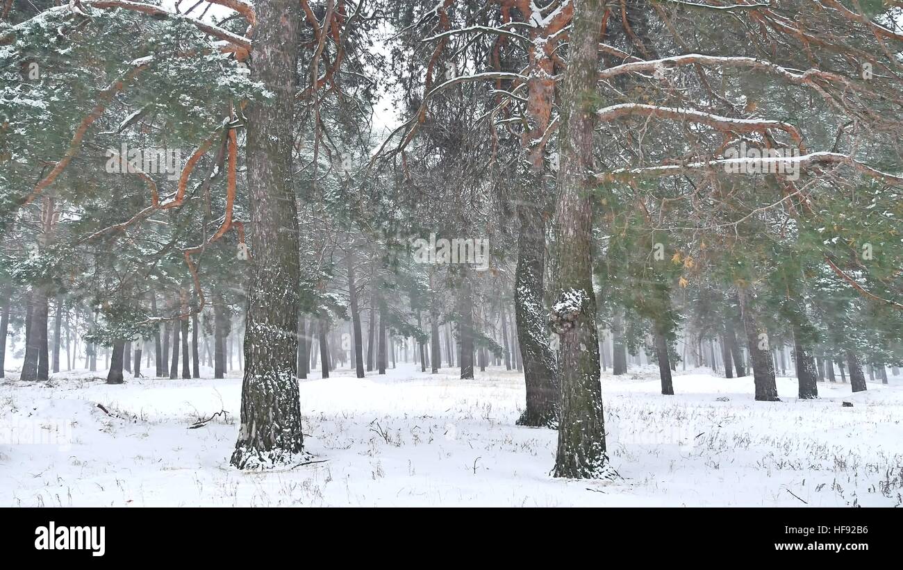 Beautiful blizzard christmas tree in winter landscape in nature late ...