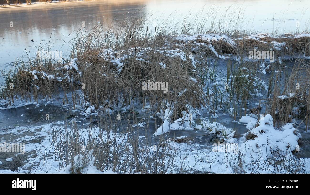dry grass in the snow ice frozen water river nature landscape Stock ...