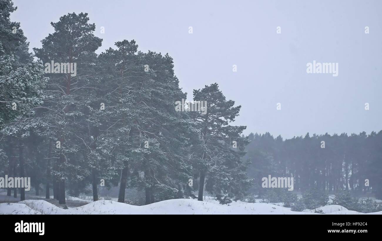 Beautiful christmas blizzard nature tree in winter landscape in late ...