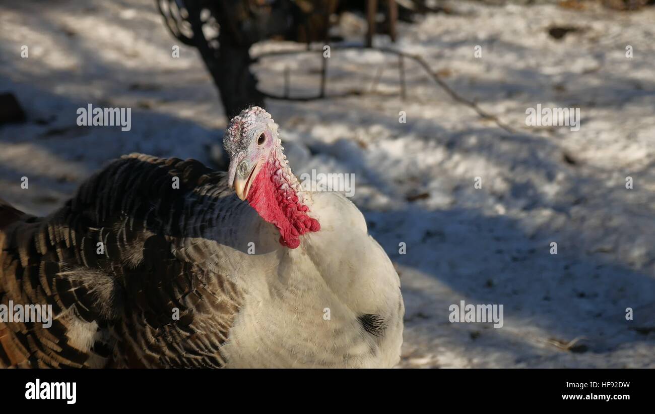 turkey cries in the winter on snow Thanksgiving Day Stock Photo - Alamy