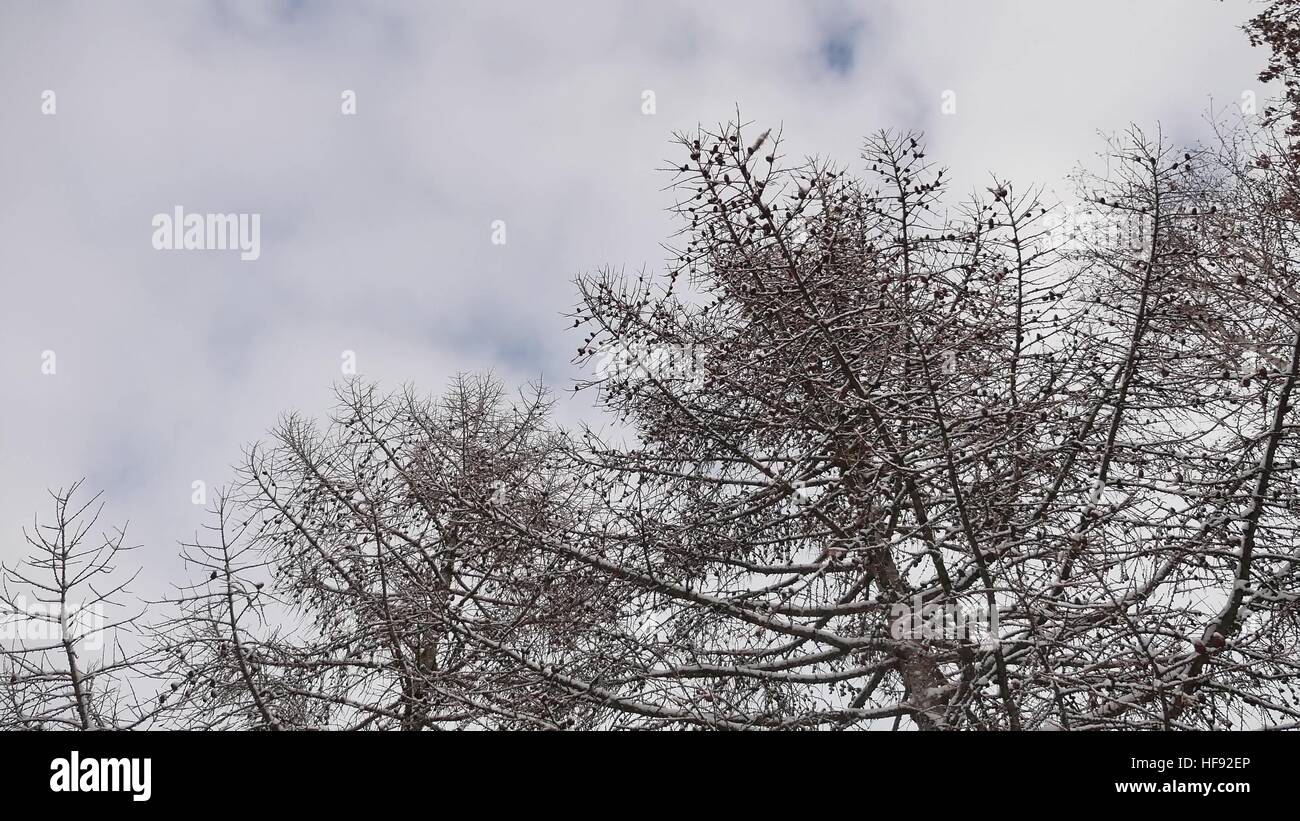 dry branches tree with pine cones winter snow landscape nature Stock ...