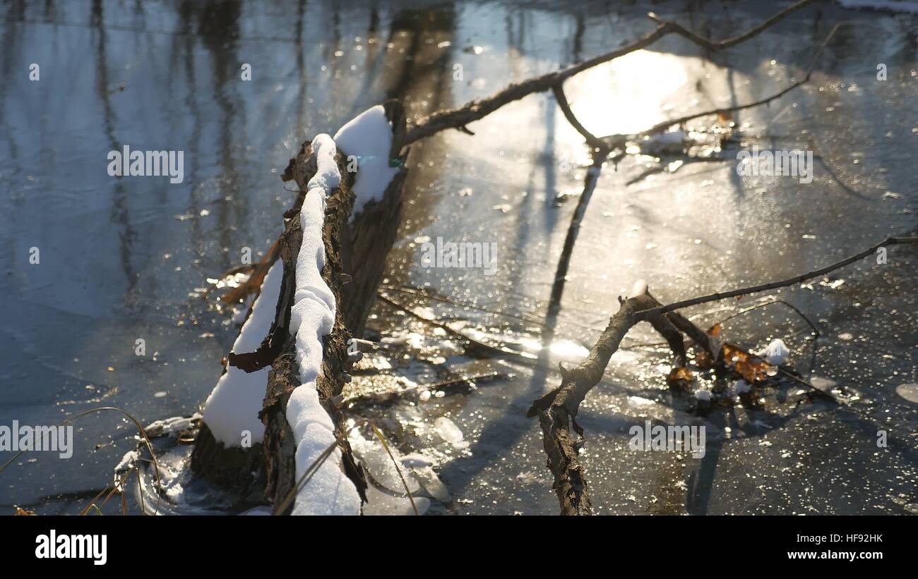tree branch frozen in the ice forest river nature landscape winter ...