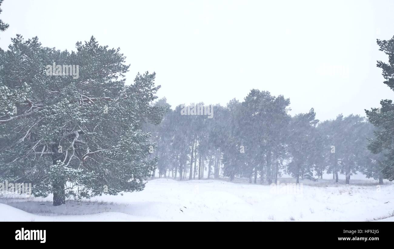 Beautiful christmas blizzard tree in winter landscape in late evening ...