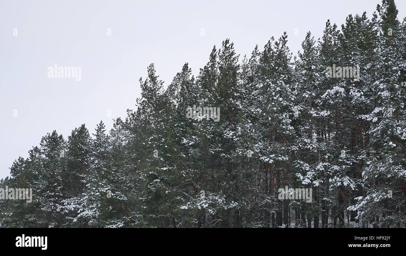 the tops of pine christmas tree nature trees in the winter snow ...