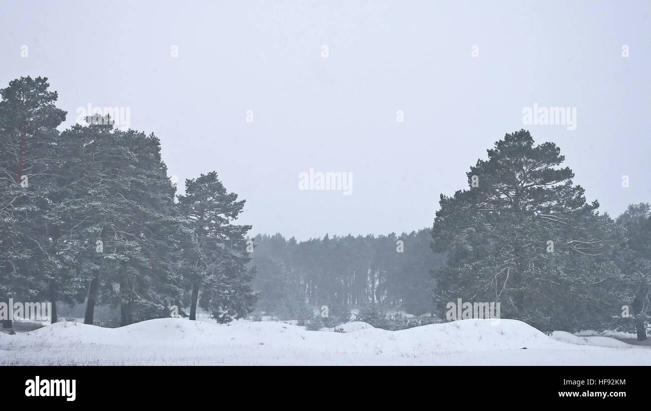 Beautiful nature christmas blizzard tree in winter landscape in late ...