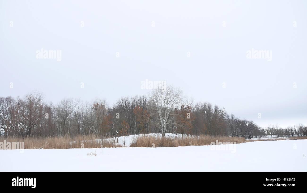 river snow dry a grass and trees nature beautiful winter landscape ...