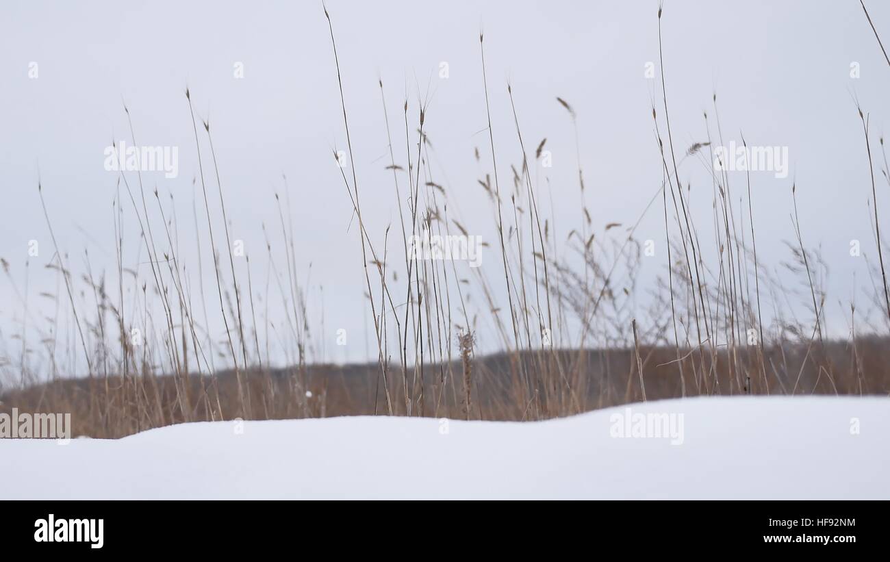 dry grass sways in the wind snow winter field beautiful nature ...