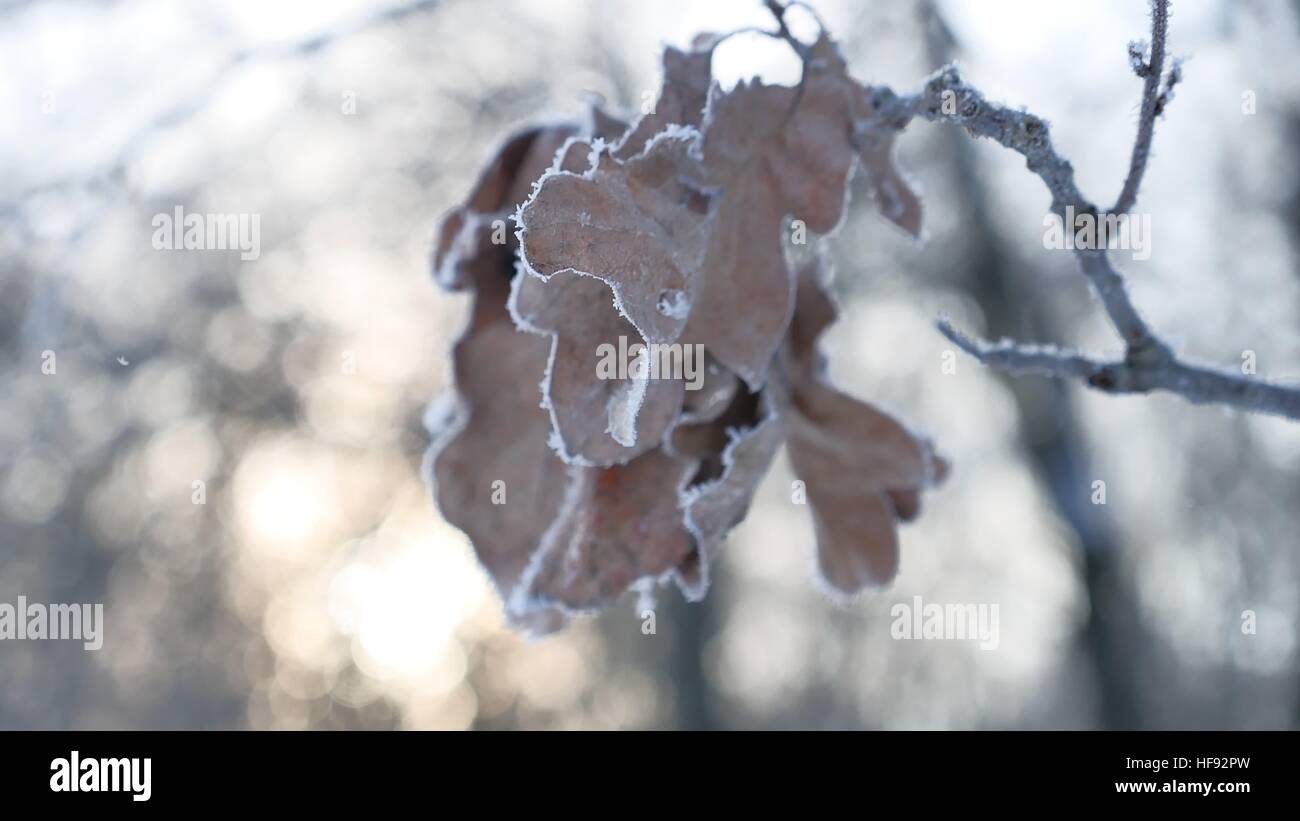 frozen oak branch in the woods in the snow nature sunlight landscape ...