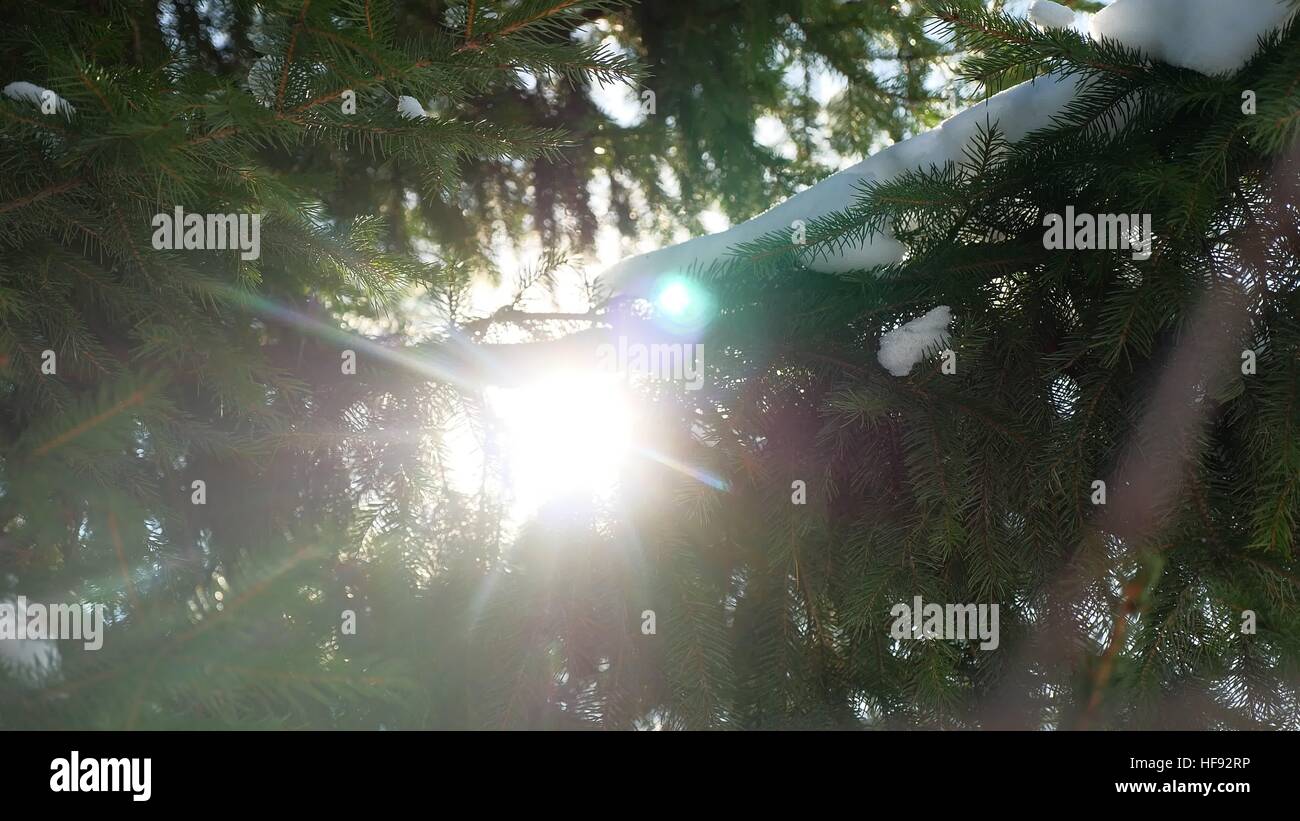 Winter fir tree nature snow on the branches of spruce landscape sun ...