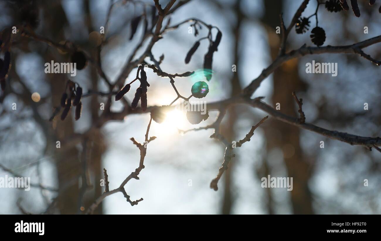 Hazel alder tree hi-res stock photography and images - Alamy
