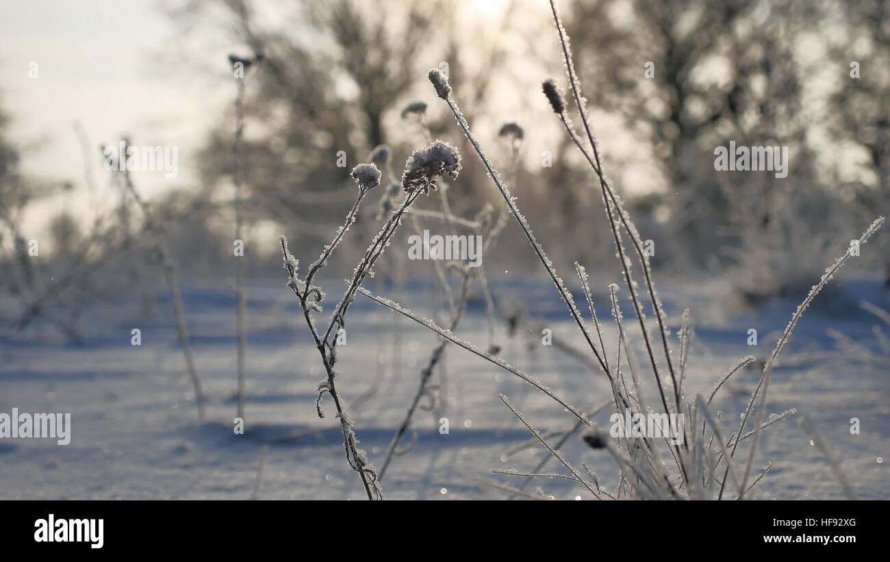 frozen grass sways in the wind in the winter snow sunlight falls nature ...
