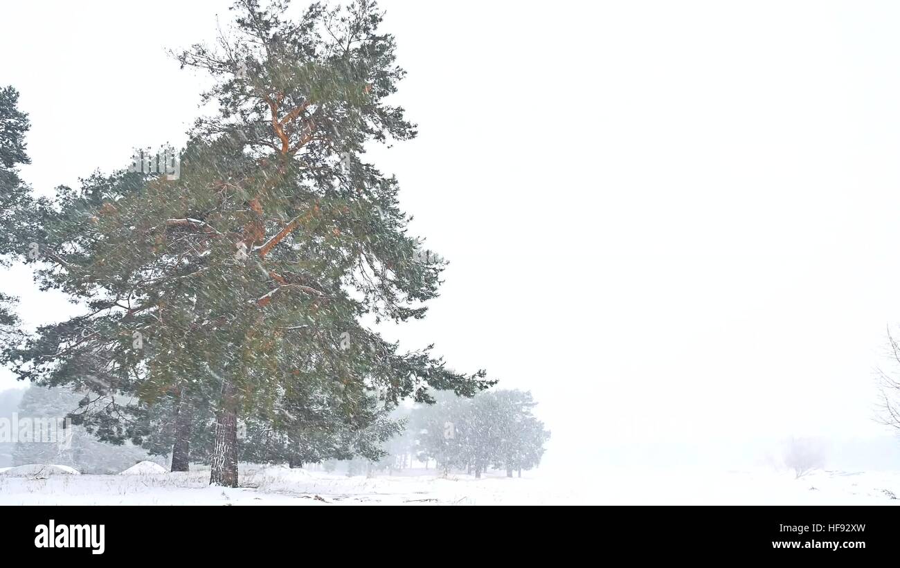 Beautiful blizzard christmas tree in winter nature landscape in late evening in snowfall ...