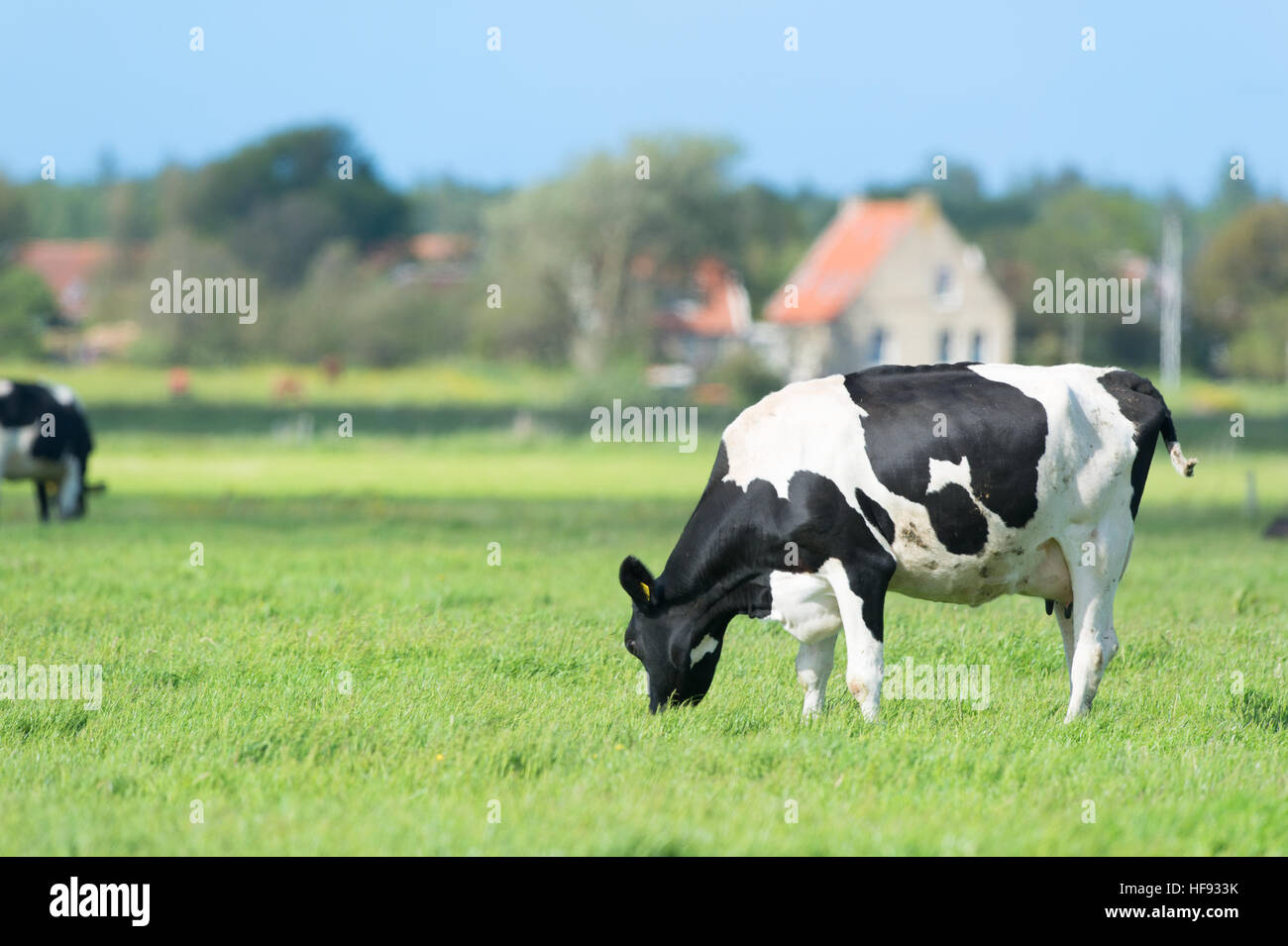 Dutch cow in green meadows on wadden island Terschelling Stock Photo ...