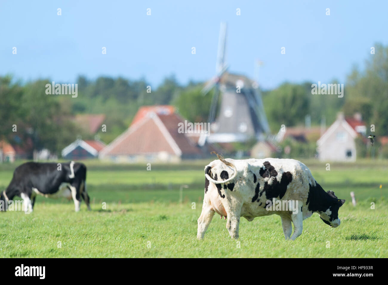 Dutch cow in green meadows in front of windmill in Holland Stock Photo ...