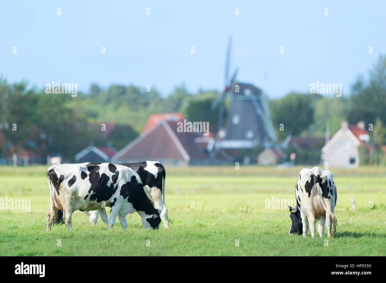Dutch cow in green meadows in front of windmill in Holland Stock Photo ...