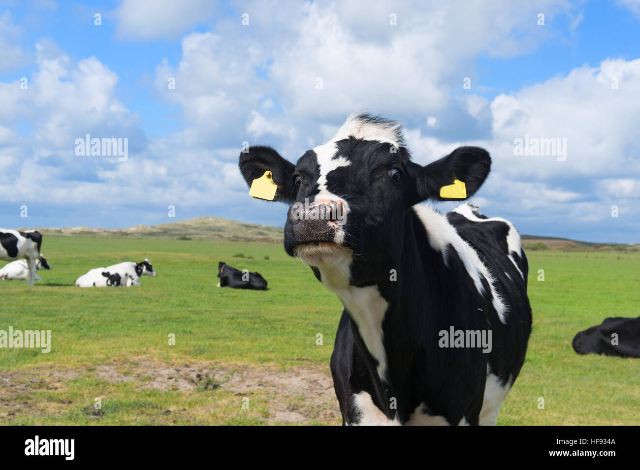 Cattle cows in Holland Stock Photo - Alamy