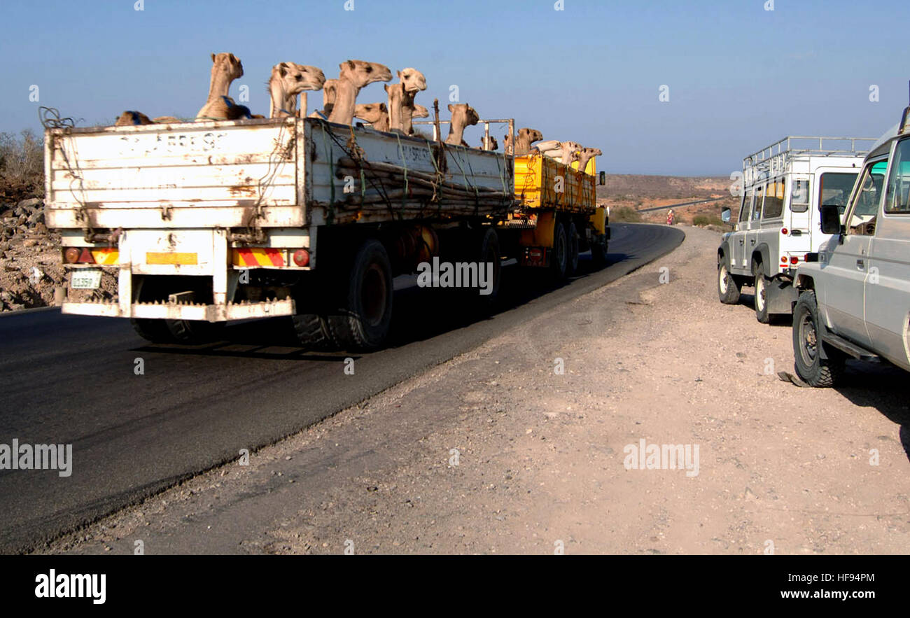 Two camels are transported in truck beds along a highway past a ...