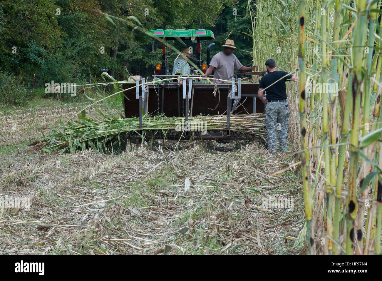 Rows Of Sorghum High Resolution Stock Photography and Images - Alamy