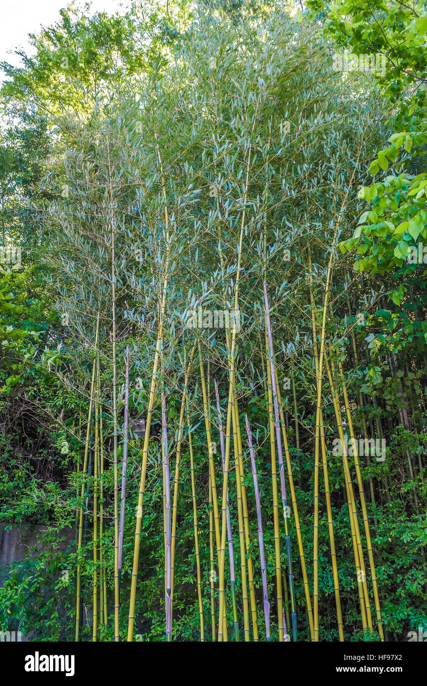 Tall bamboo plants hi-res stock photography and images - Alamy