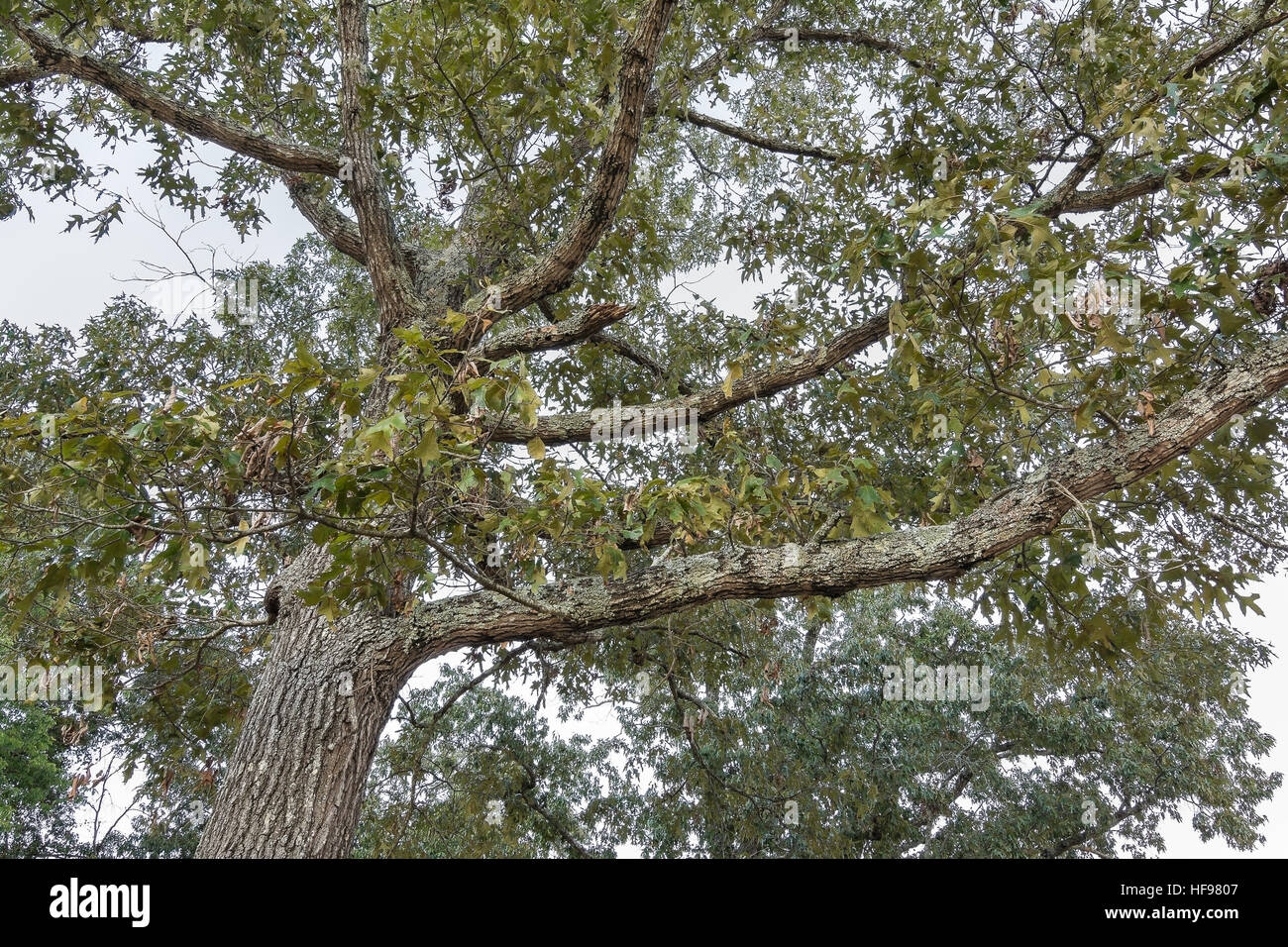 Oak Tree Foliage Stock Photo - Alamy