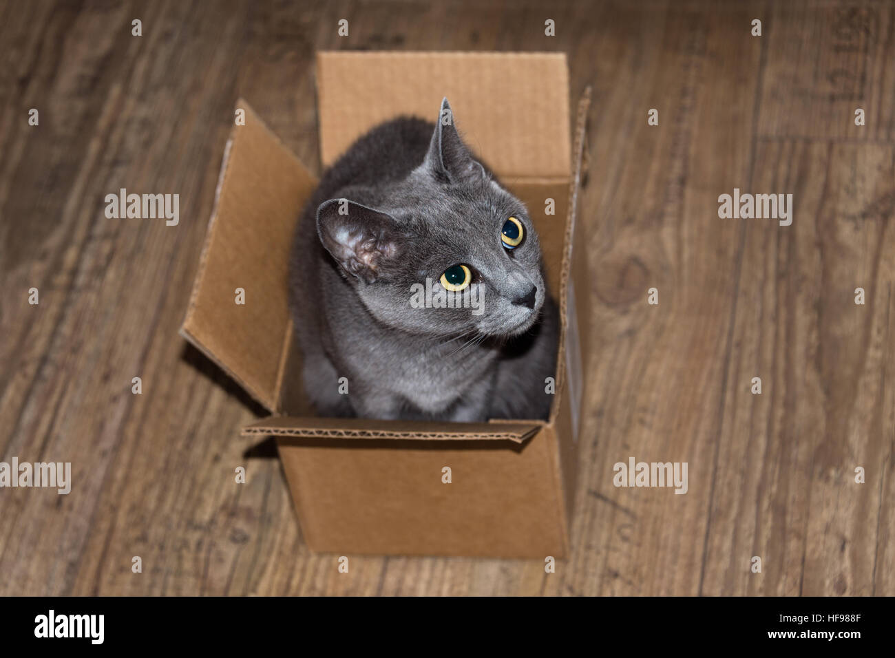 Beautiful grey cat hiding in cardboard box Stock Photo - Alamy
