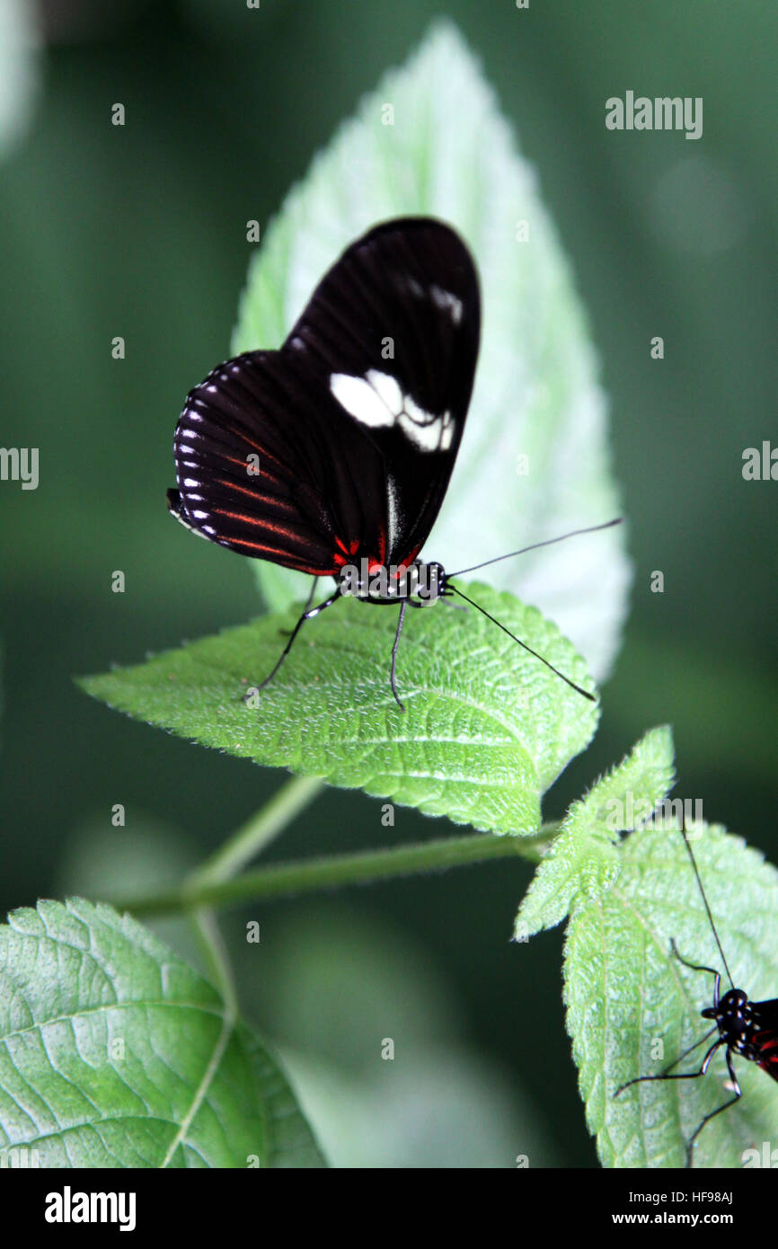 Costa rica butterfly hi-res stock photography and images - Alamy