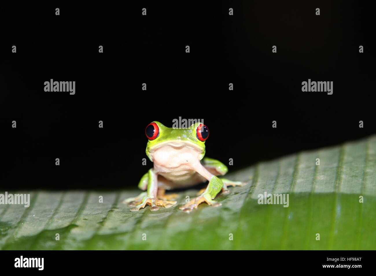 Costa Rica frog Stock Photo - Alamy