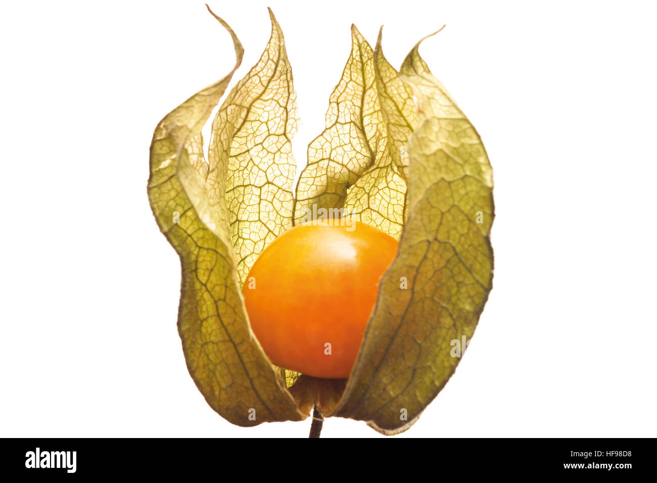 Cape Gooseberry (Physalis peruviana Stock Photo - Alamy
