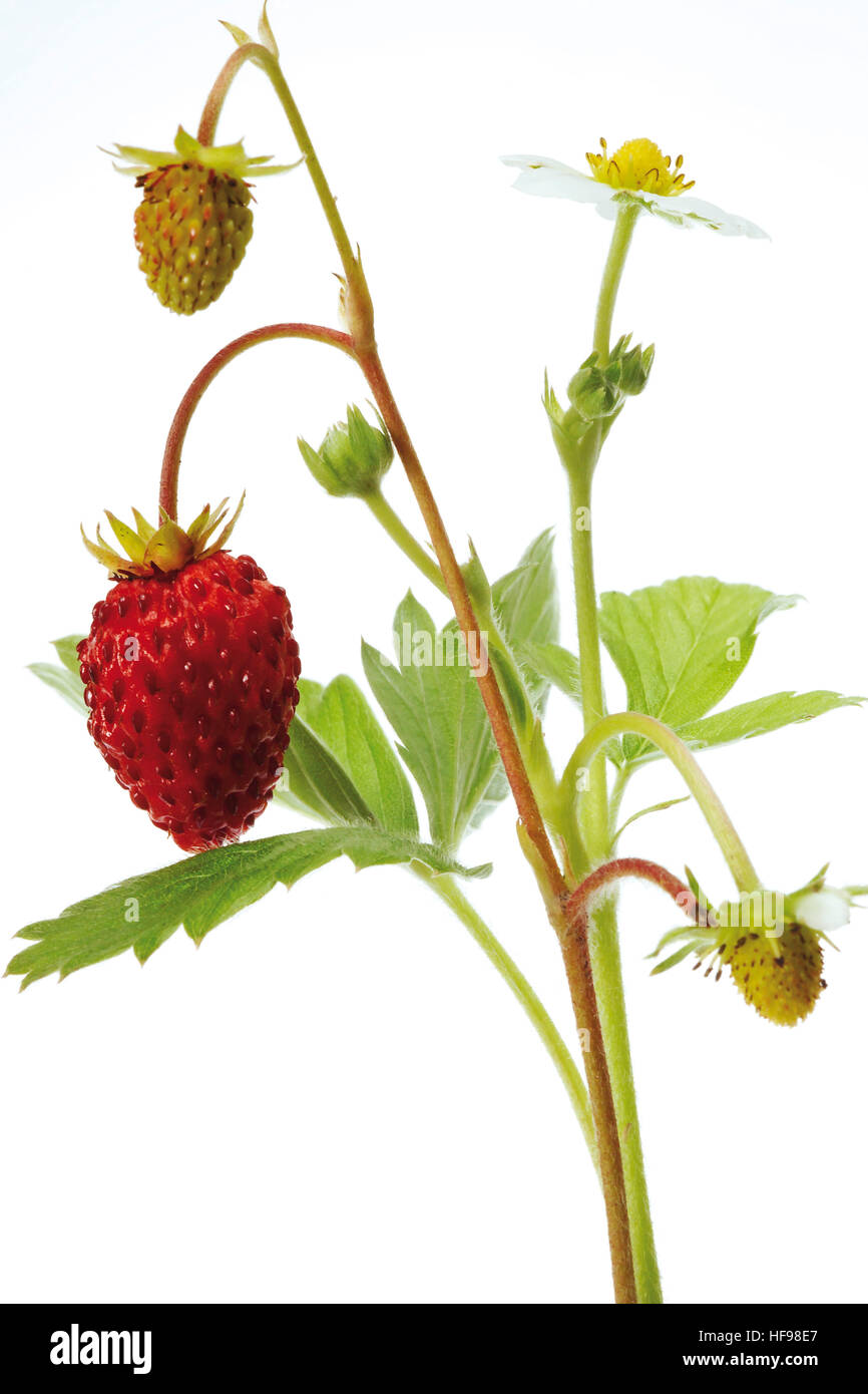 Wild Strawberry (Fragaria vesca) stalk with leaves Stock Photo - Alamy