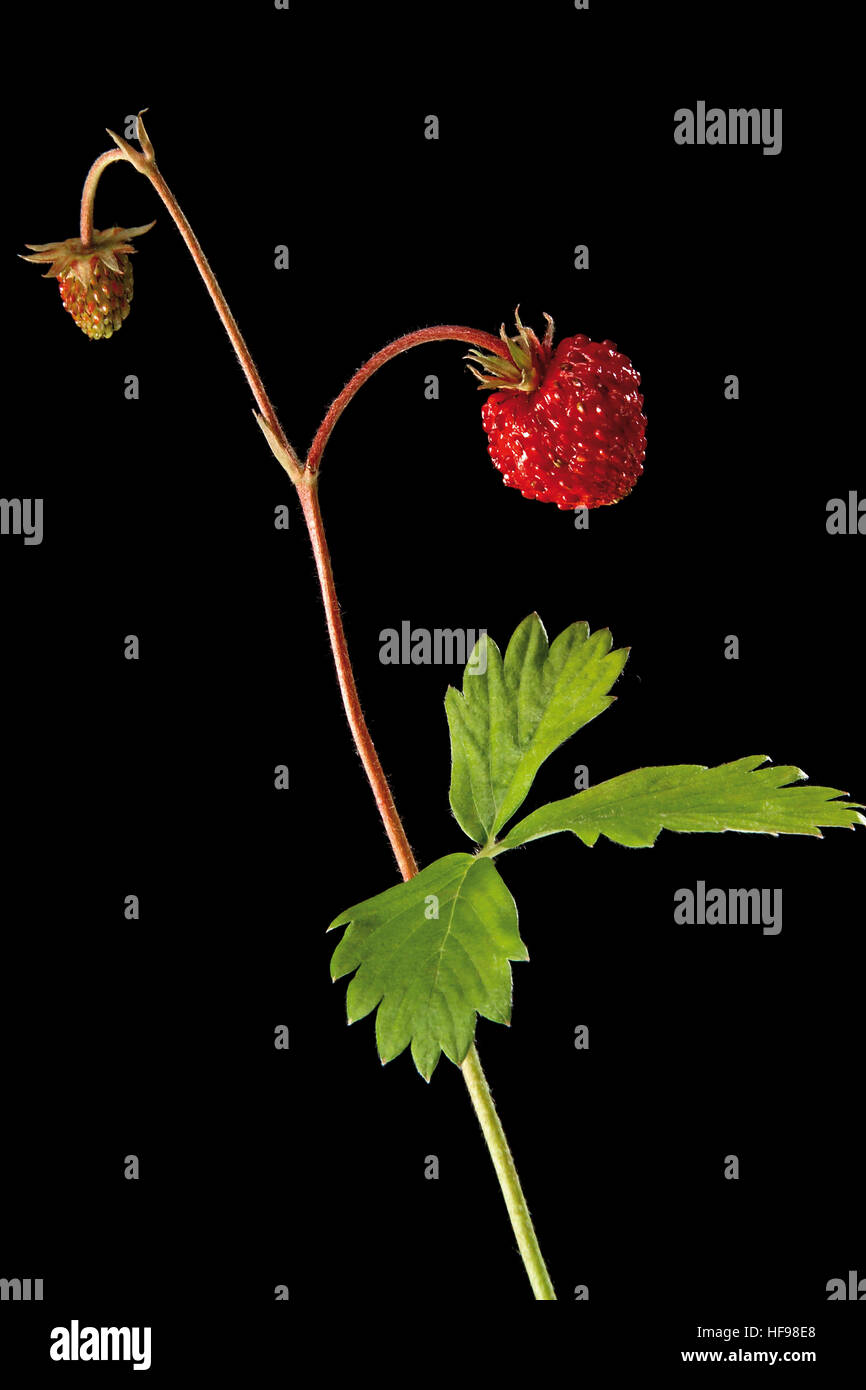 Wild Strawberry (Fragaria vesca) stalk with leaves Stock Photo - Alamy