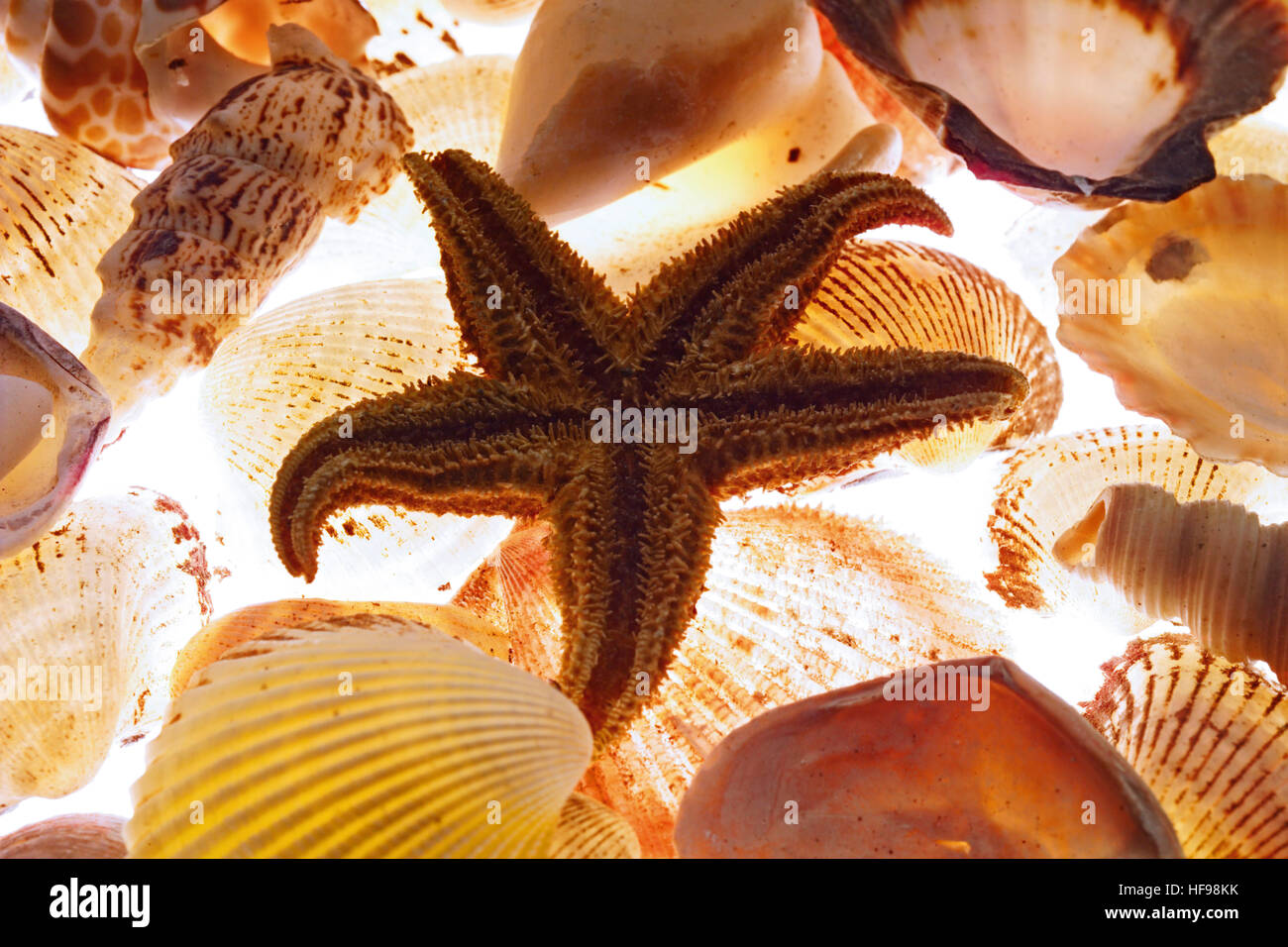Flotsam - starfish and seashells Stock Photo - Alamy