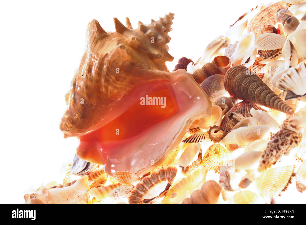 Flotsam - seashells Stock Photo - Alamy