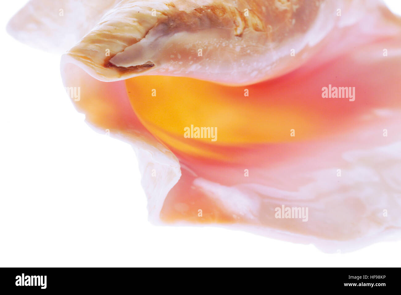Seashell - closeup Stock Photo - Alamy