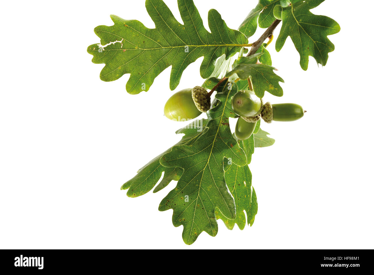 Oak twigs cut out hi-res stock photography and images - Alamy