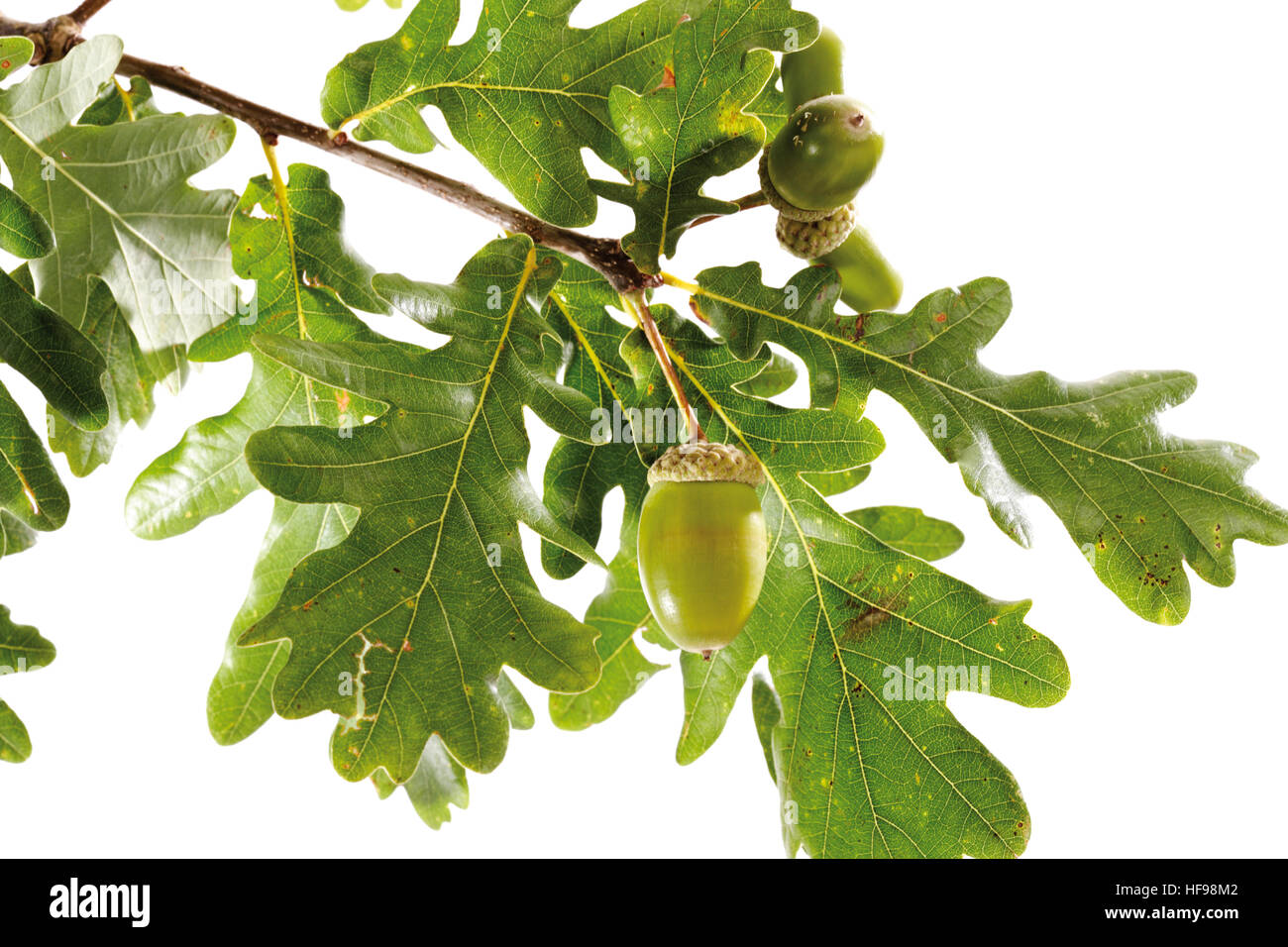 Oak twigs cut out hi-res stock photography and images - Alamy