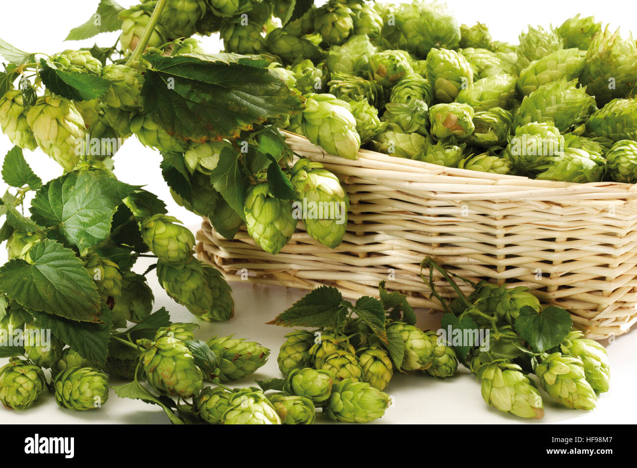 Basket of hops (Humulus Stock Photo - Alamy