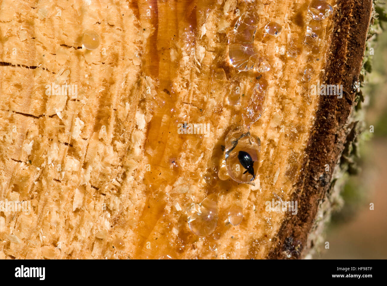 Log resin hi-res stock photography and images - Alamy