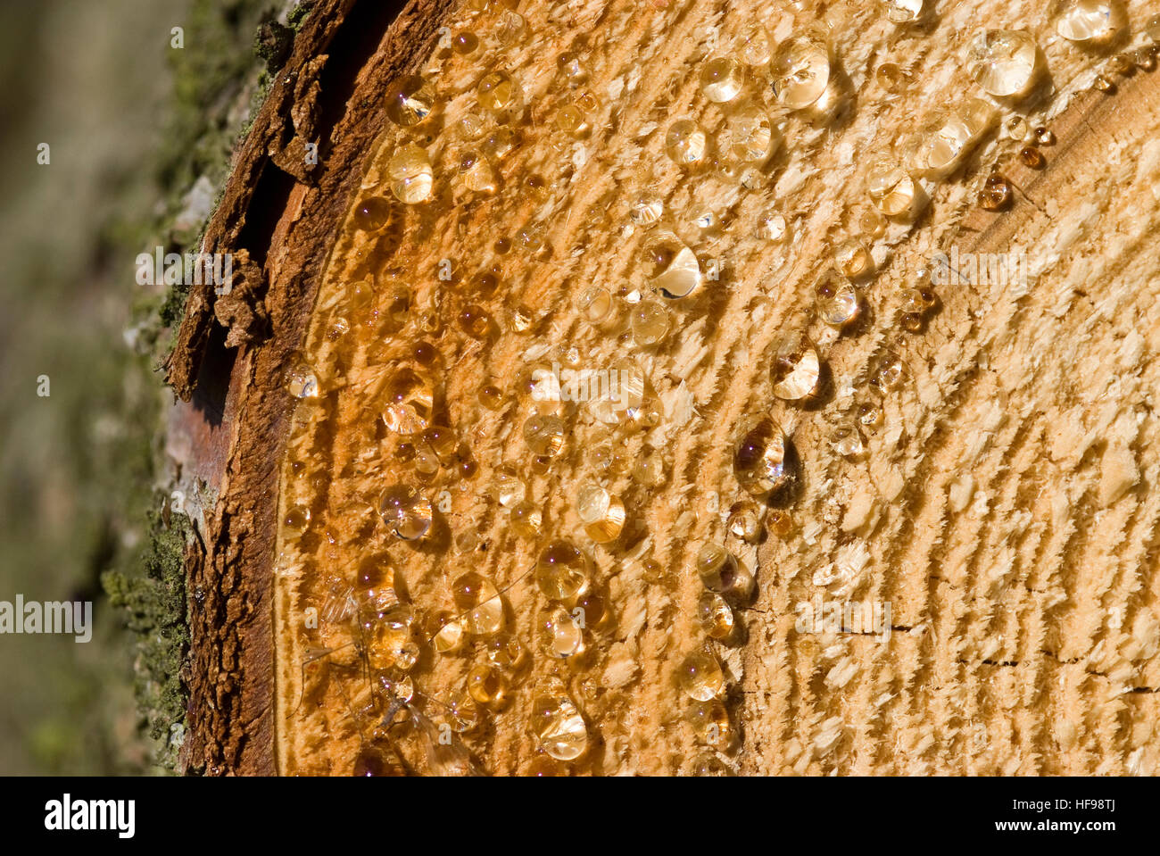 Log resin hi-res stock photography and images - Alamy
