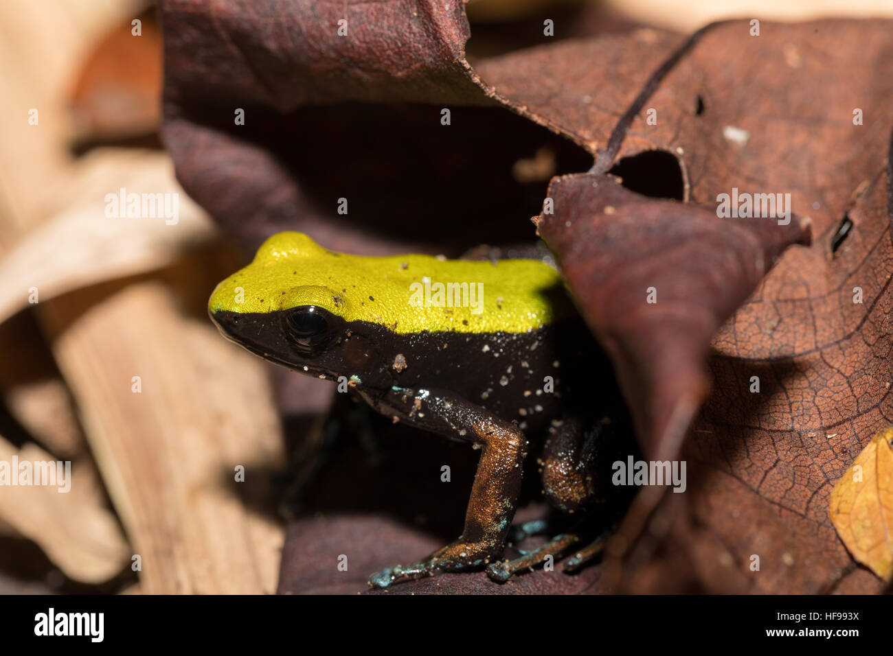 Beautifull small endemic black and yellow frog Climbing Mantella ...