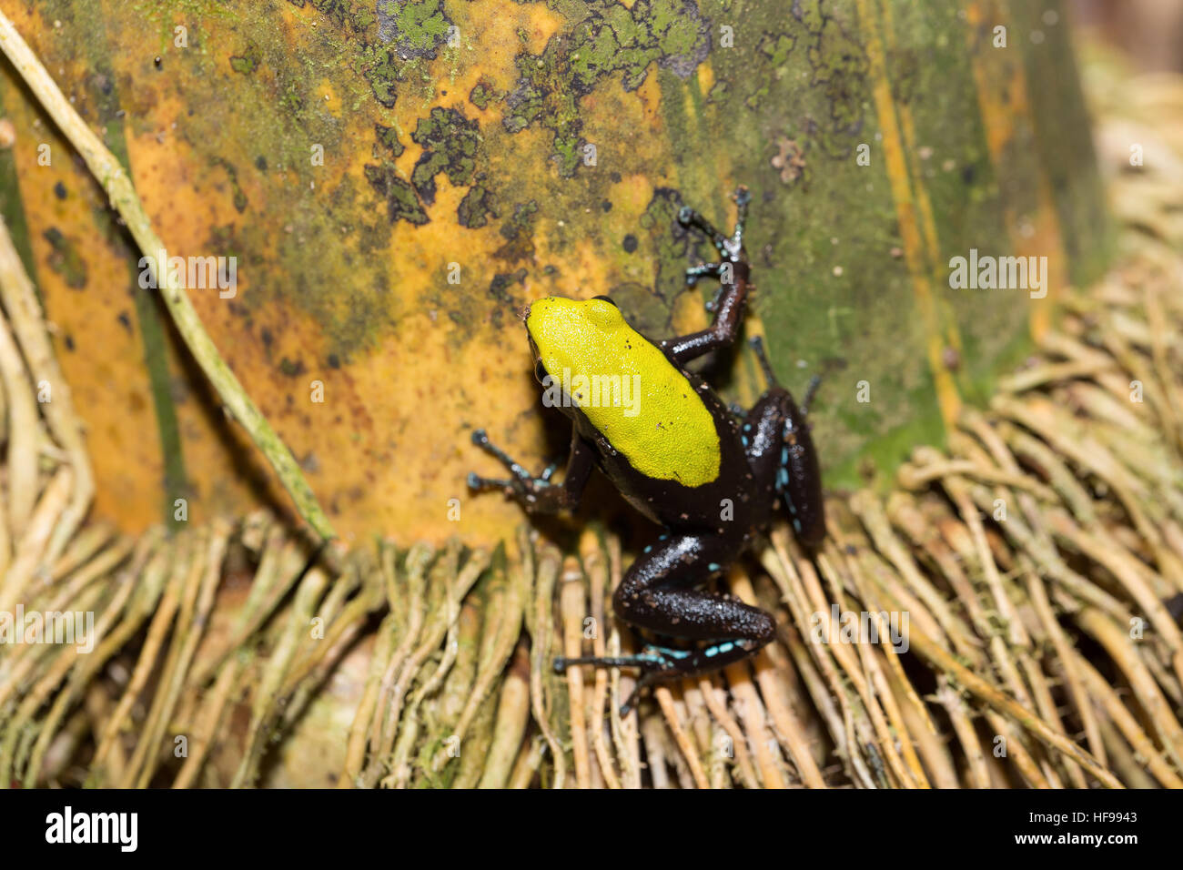 Beautifull small endemic black and yellow frog Climbing Mantella ...