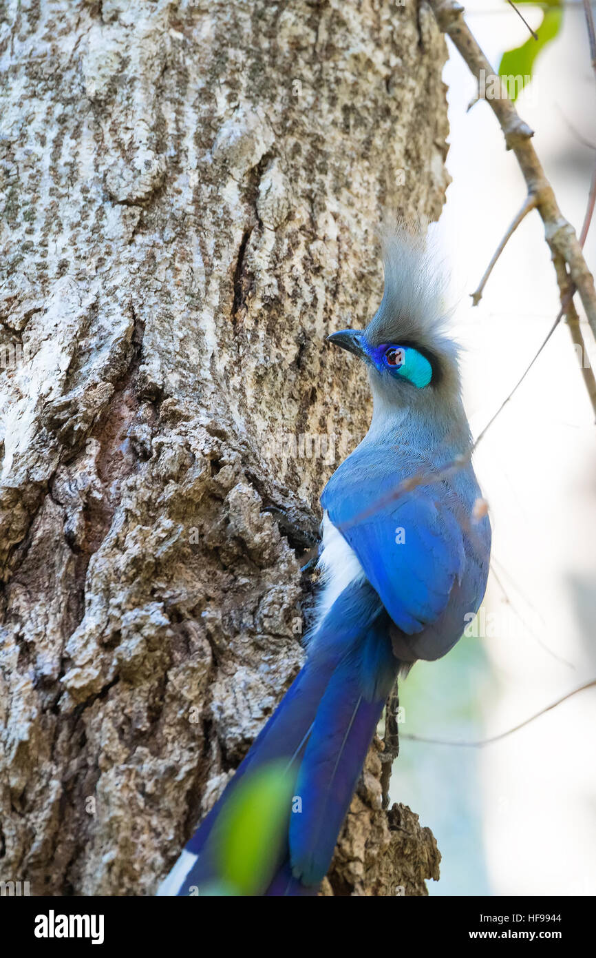 Crested coua (Coua cristata), very attractive Madagascar birds ...