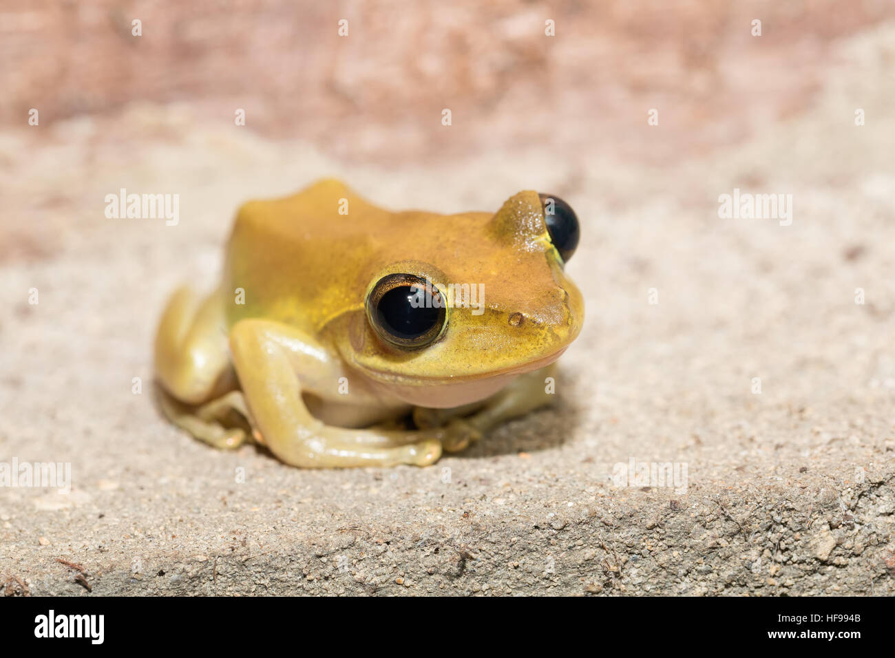 Beautiful small tree frog Boophis rhodoscelis is a species of frog in ...