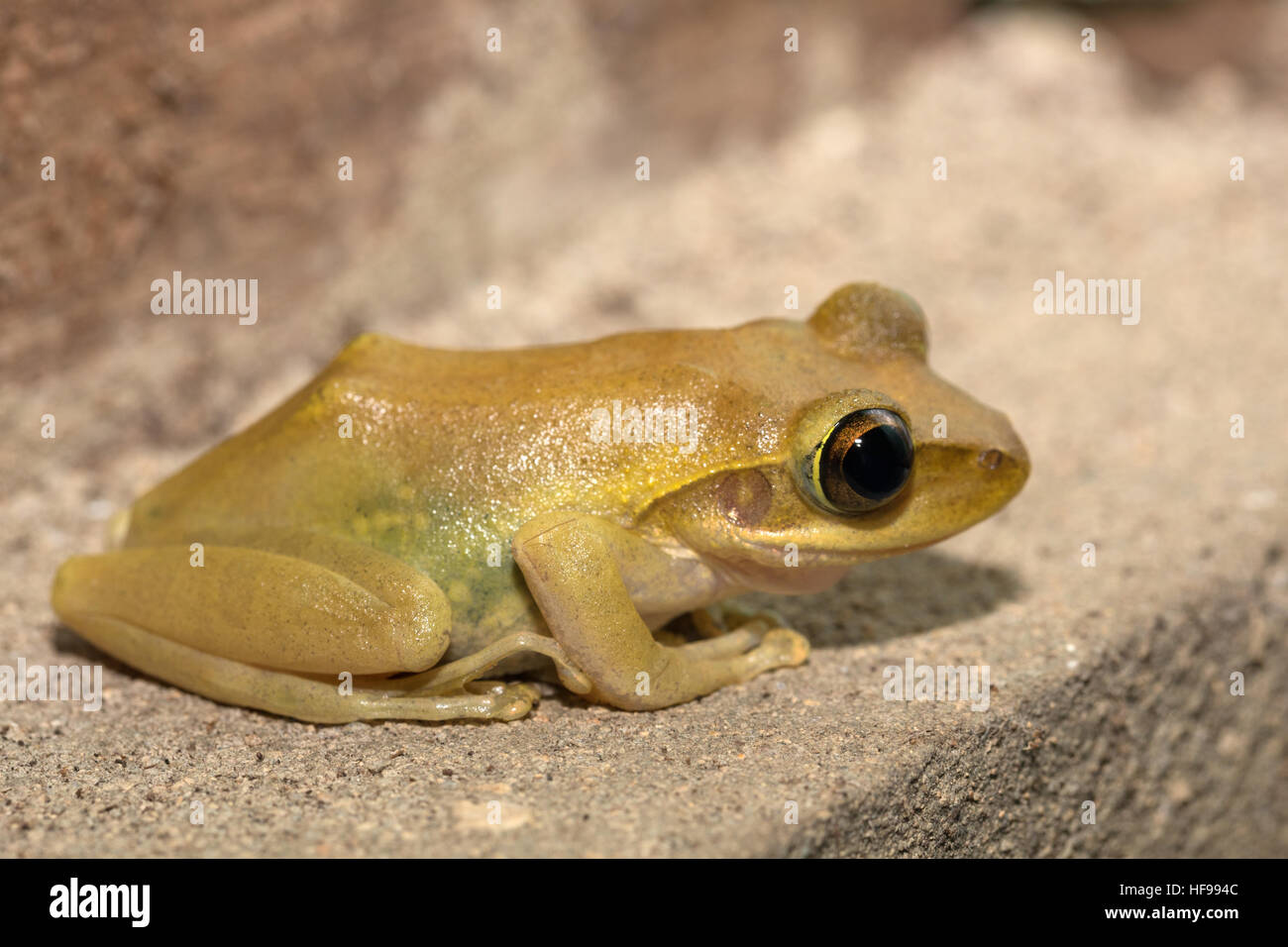 Beautiful small tree frog Boophis rhodoscelis is a species of frog in ...